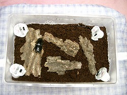 スマトラヒラタ