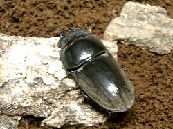 スマトラヒラタ