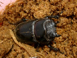 スマトラヒラタ