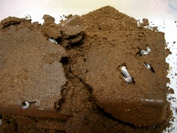 スマトラヒラタ